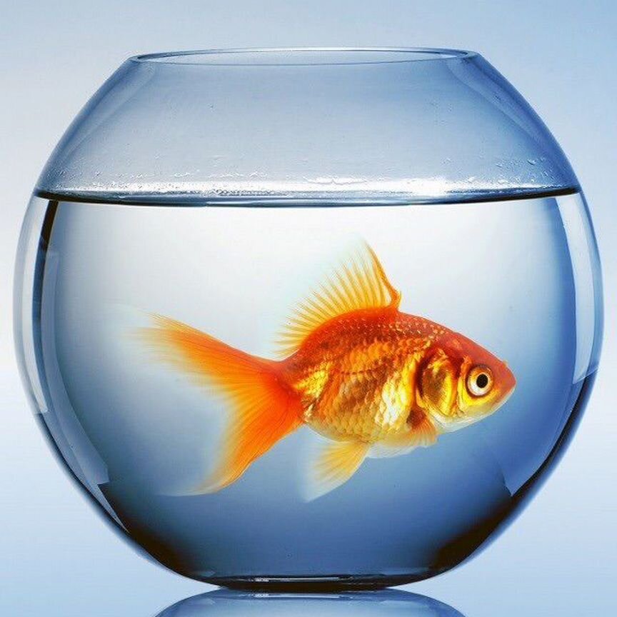 Аквариум с рыбками бесплатно