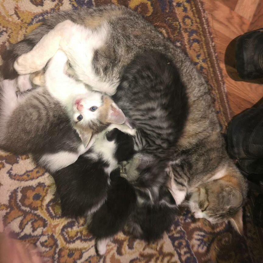 Котята в добрые руки