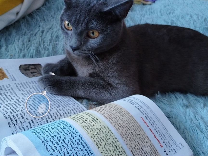 Продам кота который читает историю