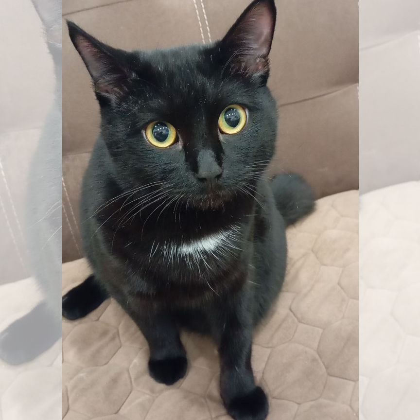 Взрослый кот в добрые руки