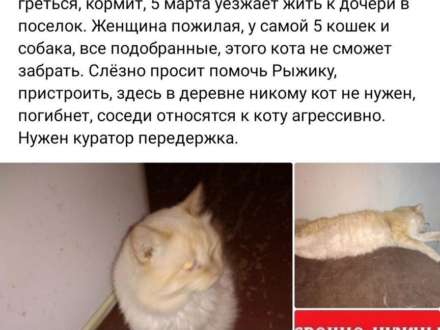 Бросили котика