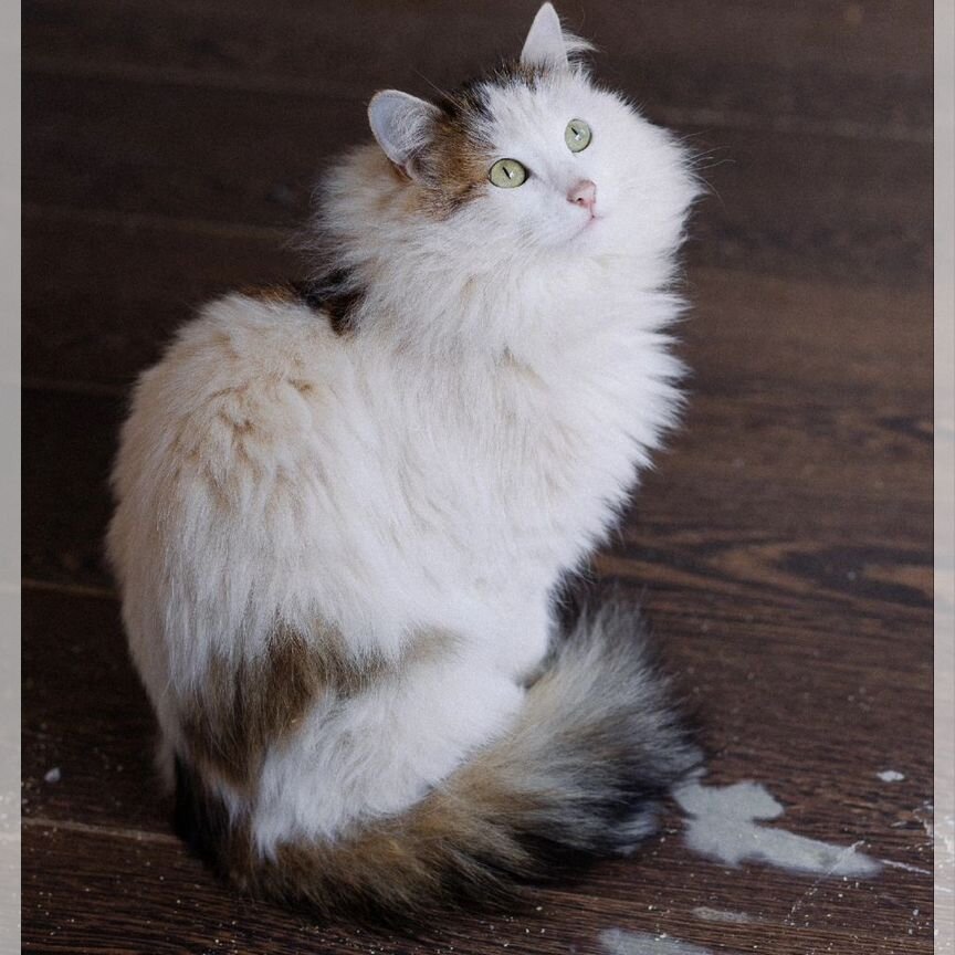 Кот Вовчик ищет дом