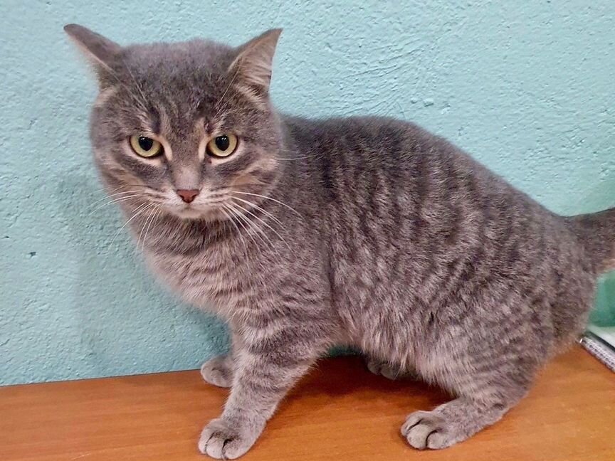 Классный кот