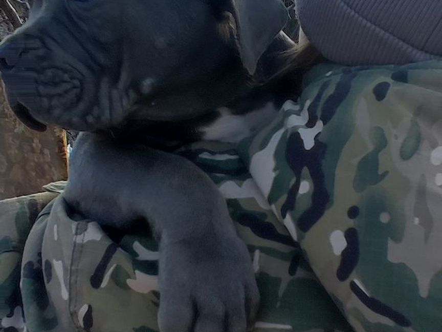 Щенки кане Корсо