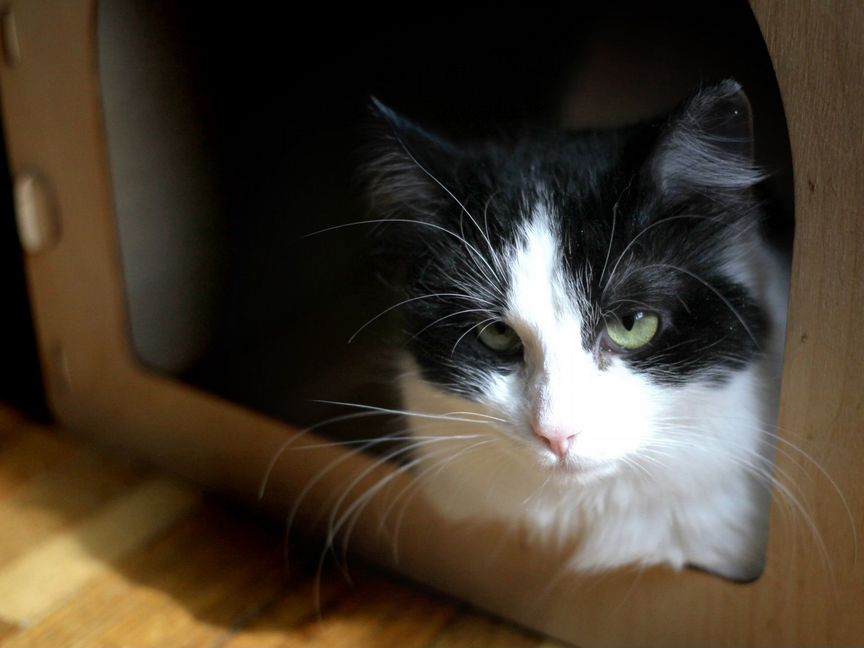 Кошечка Бетти из приюта бесплатно