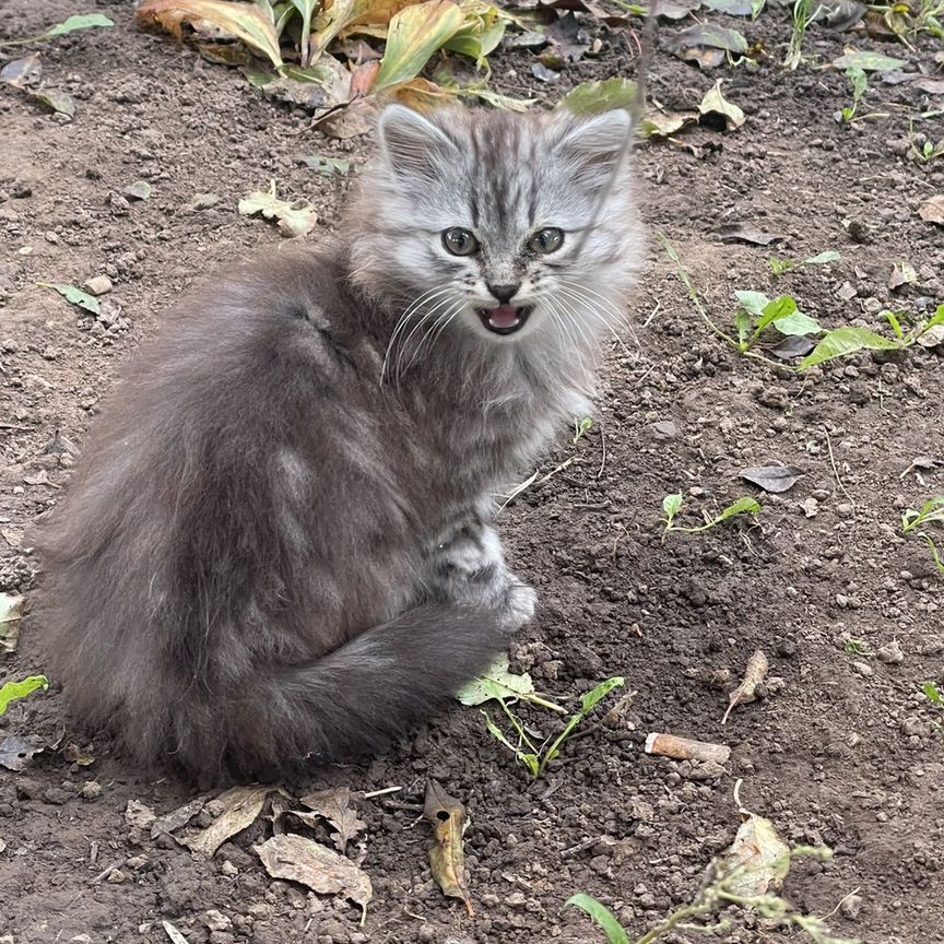 Котята в добрые руки приучены к лотку девочка