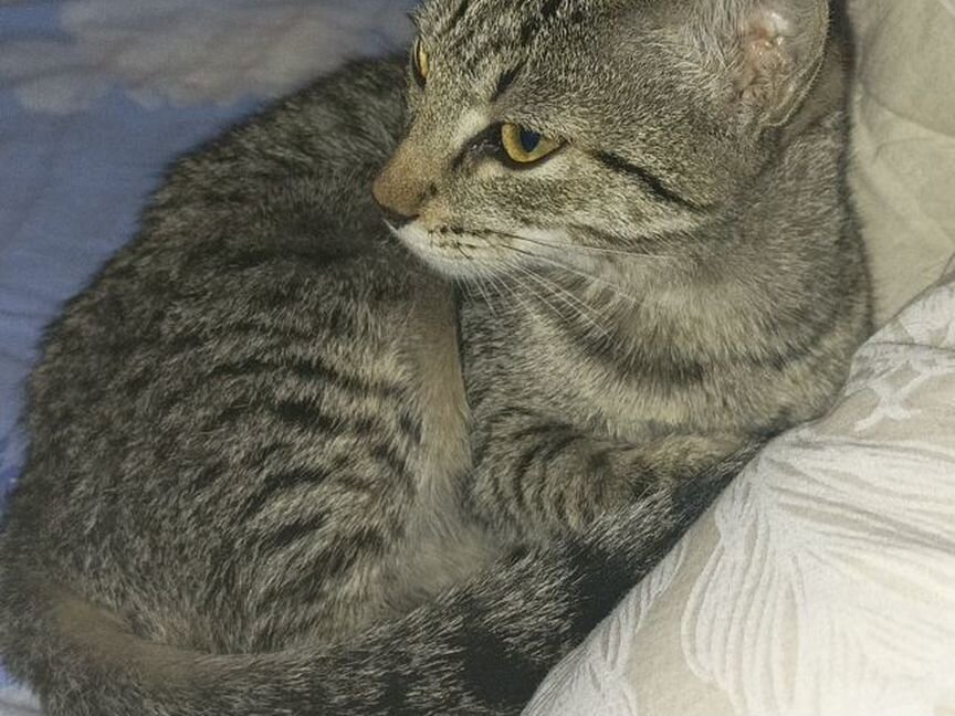 Продам котенка