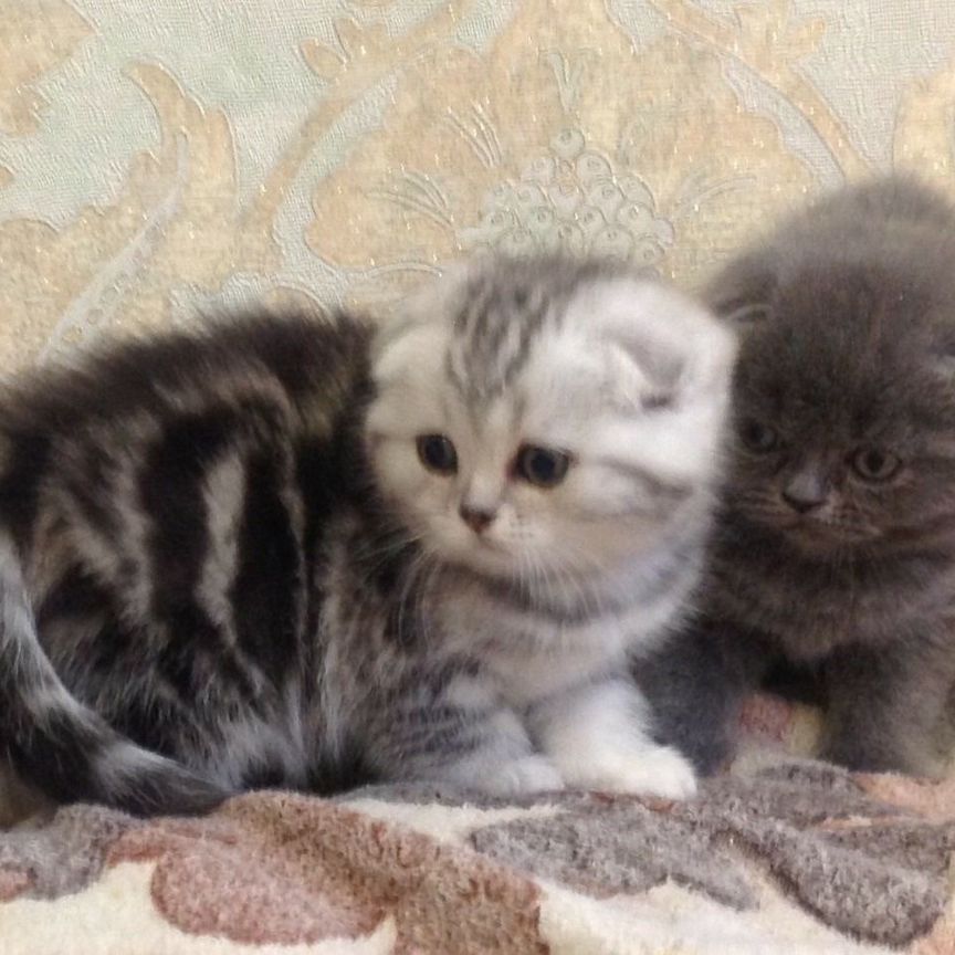 Шотландские котята