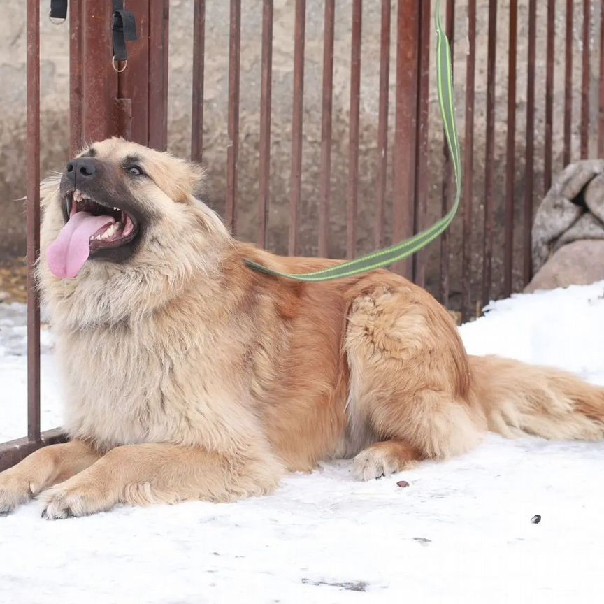 Взрослый пёс в добрые руки