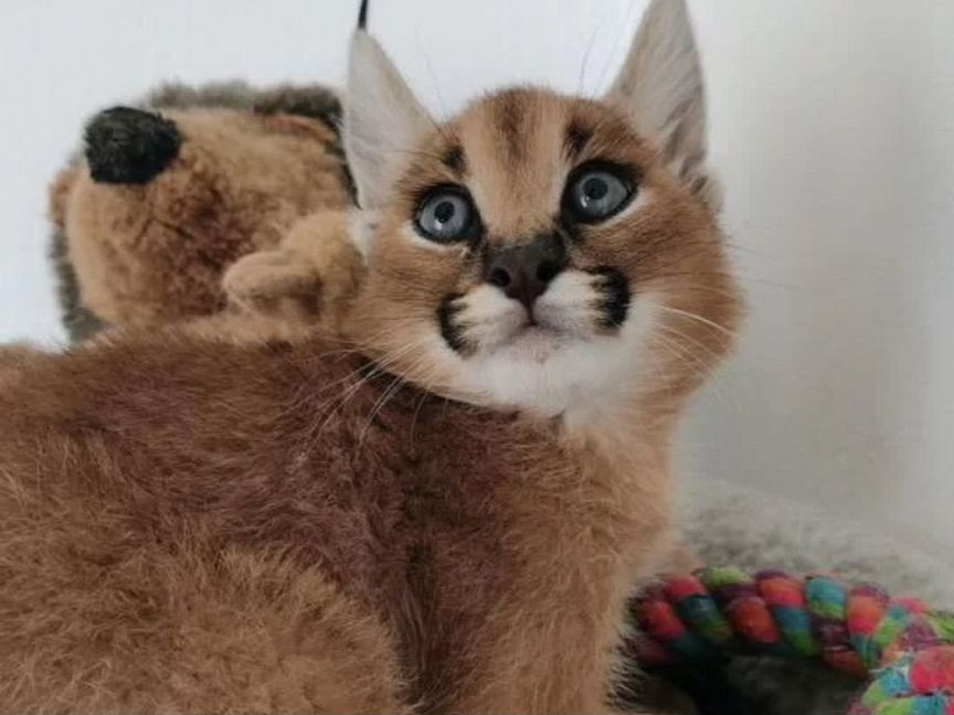Каракет котята