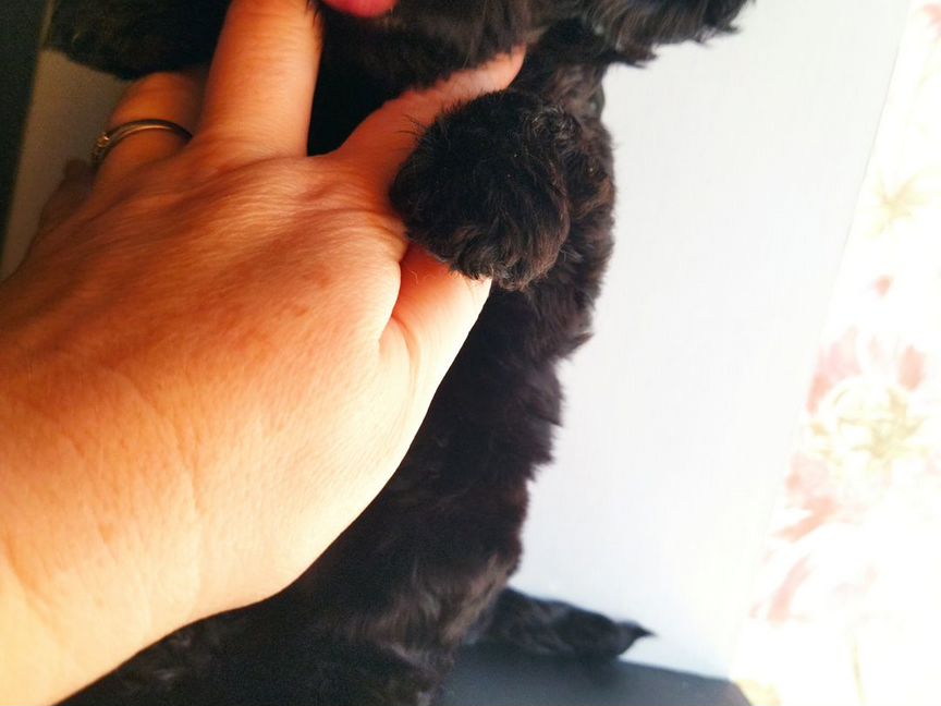 Куклята Мальтипу