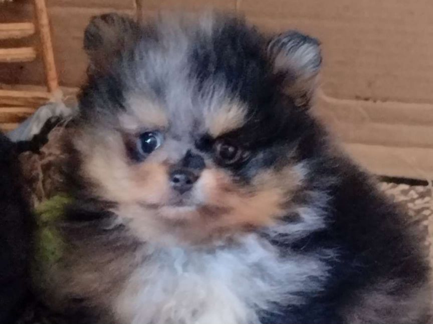 Мальчик померанского шпица медвежьего типа