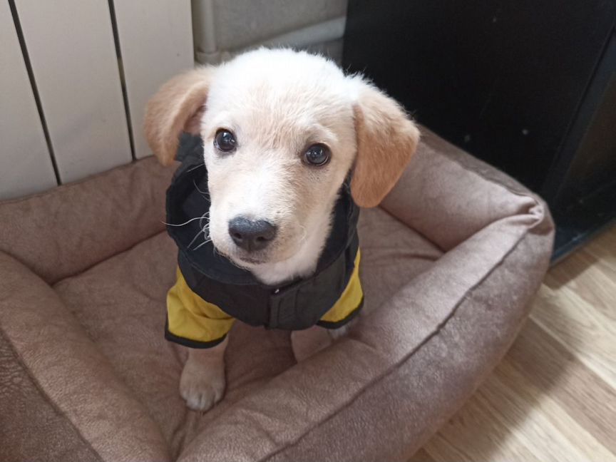 Щенок пудель+болонка