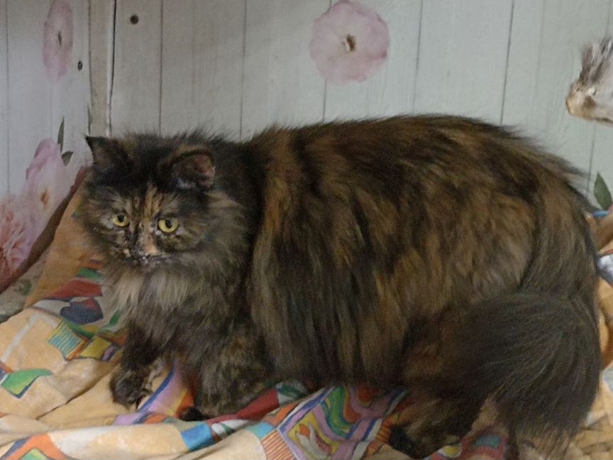 Девочка Ириска