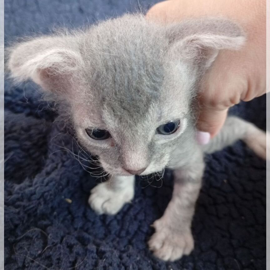 Канадский сфинкс котёнок