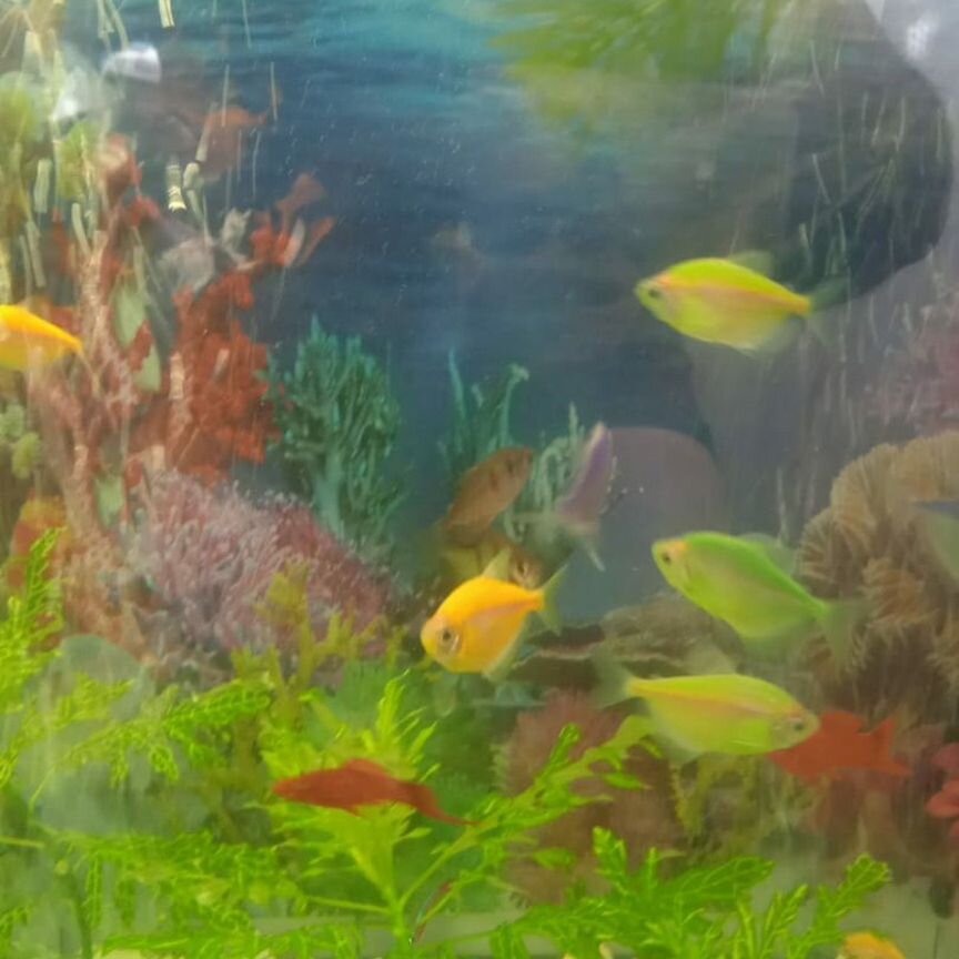 Рыбки тернеции