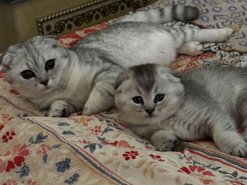 Продам кошек