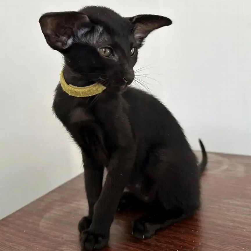 Ориентальный котёнок