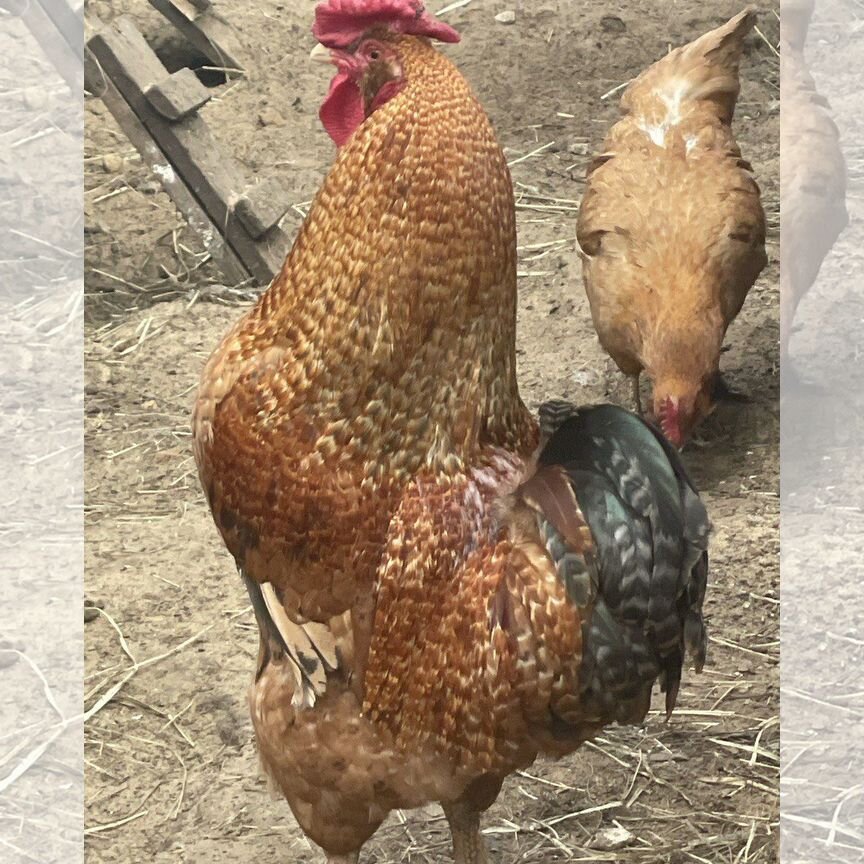 Петух на племя