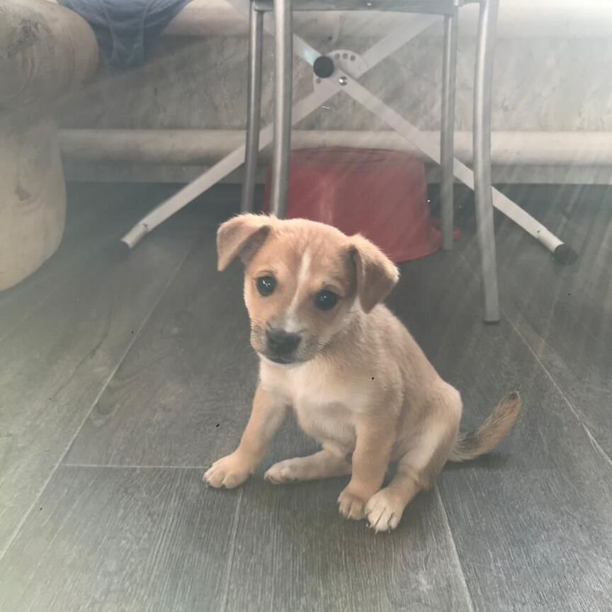 Отдам бесплатно животные