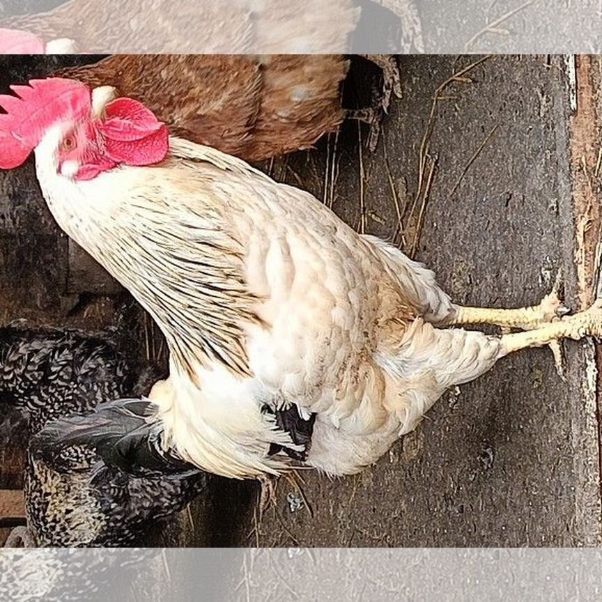 Петухи выводок 01.06.2025