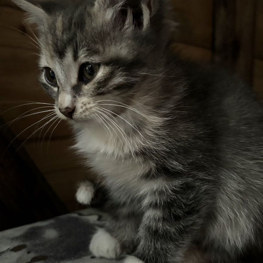 Котята ищут семью 2 и 3,5 месяца