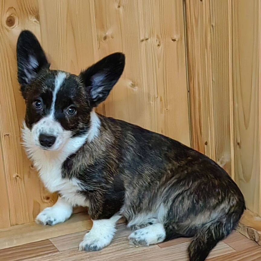 Тигровая красивая девочка