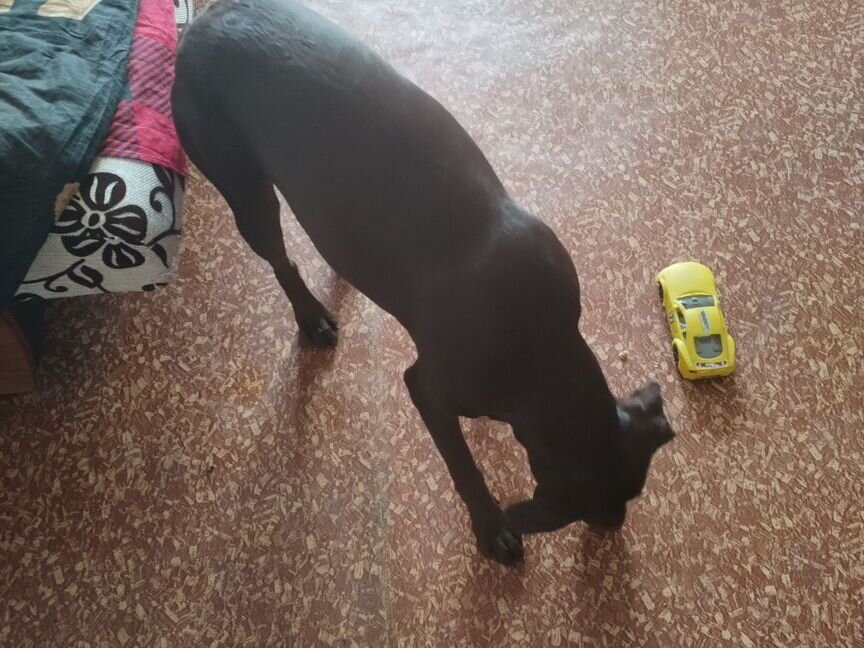 Собака в добрые руки