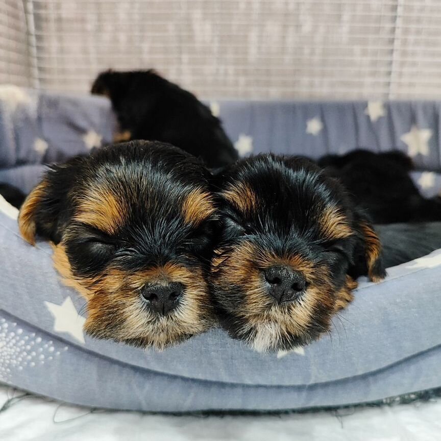 Йоркширский терьер, щенок