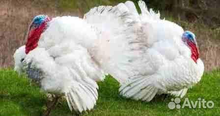 Индюшонок суточный "Биг 6"