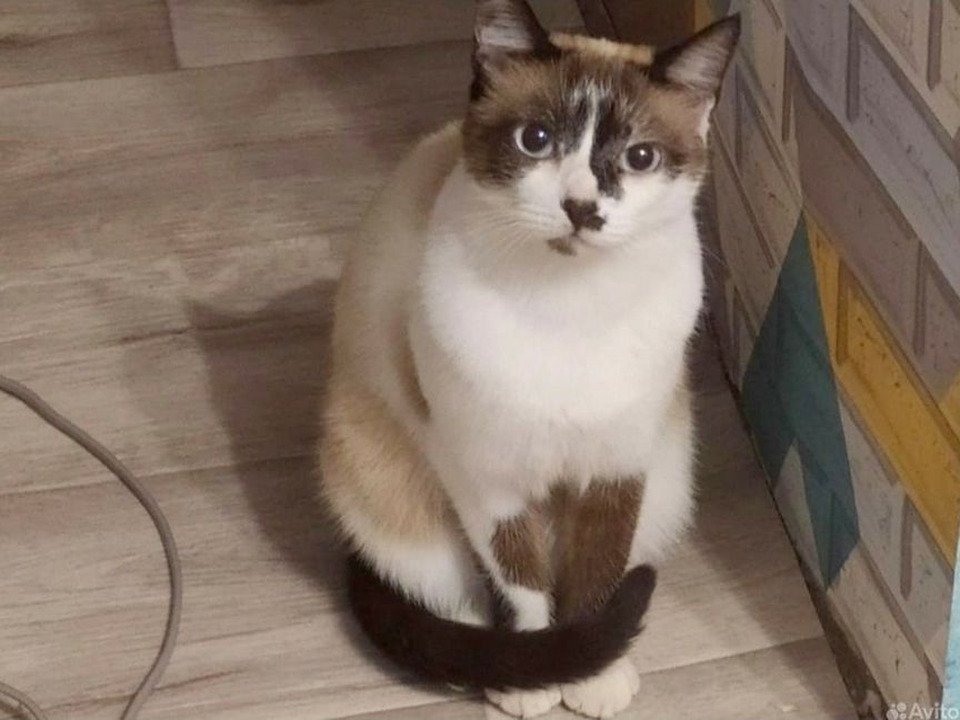 Мусечка в дар