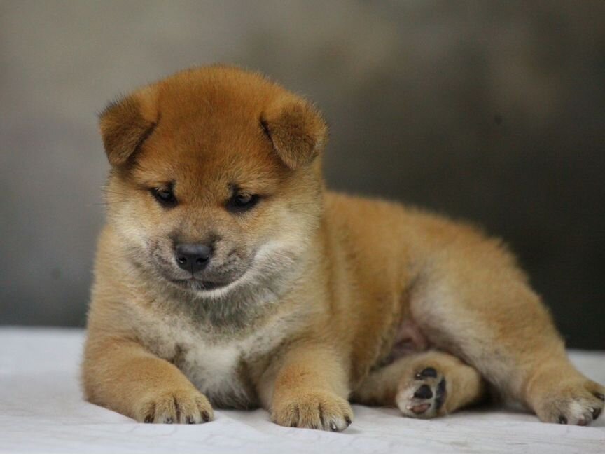 Кобель сиба ину