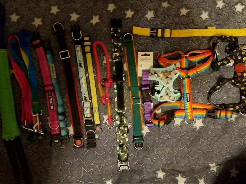 Амуниция для собак