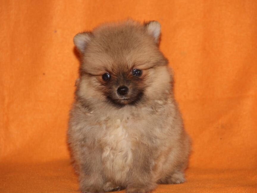 Шпицики мальчики