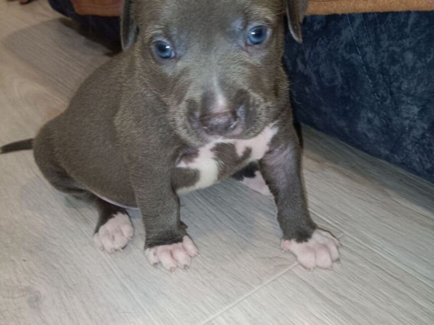 Щенок американского питбультерьера