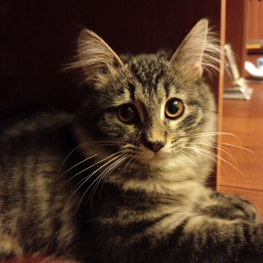 Котенок девочка в добрые руки