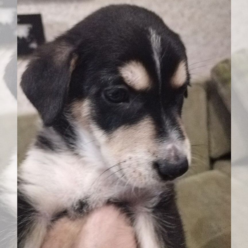 Щенок в добрые руки