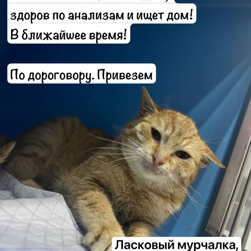 Кот бесплатно.Выжил на морозе, но ему некуда идти