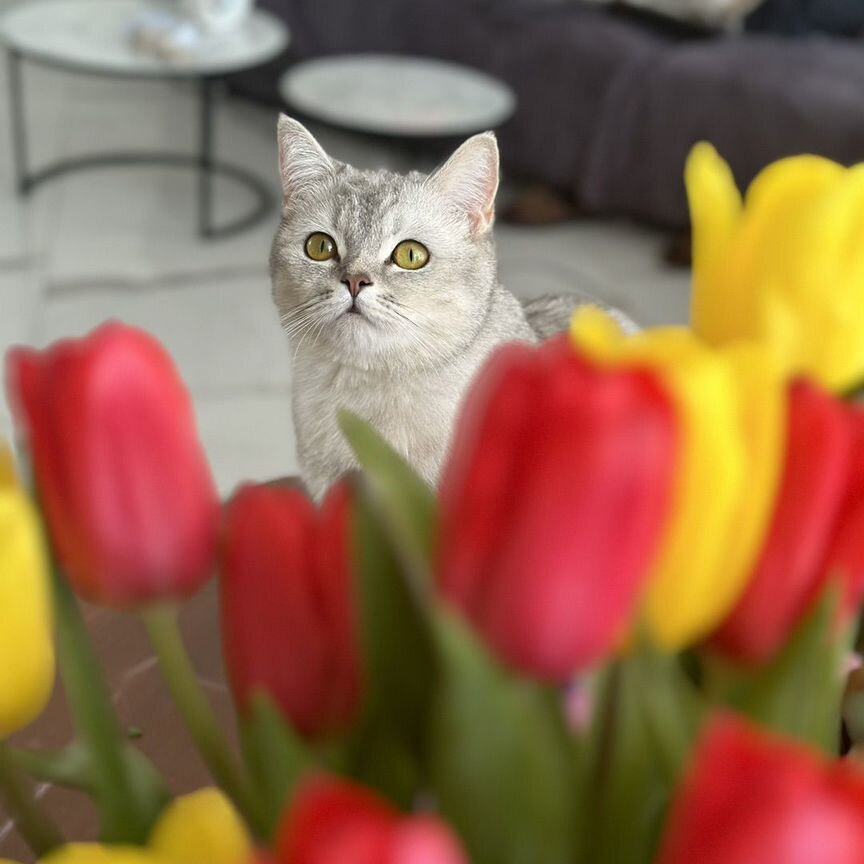 Кошка в дар бесплатно