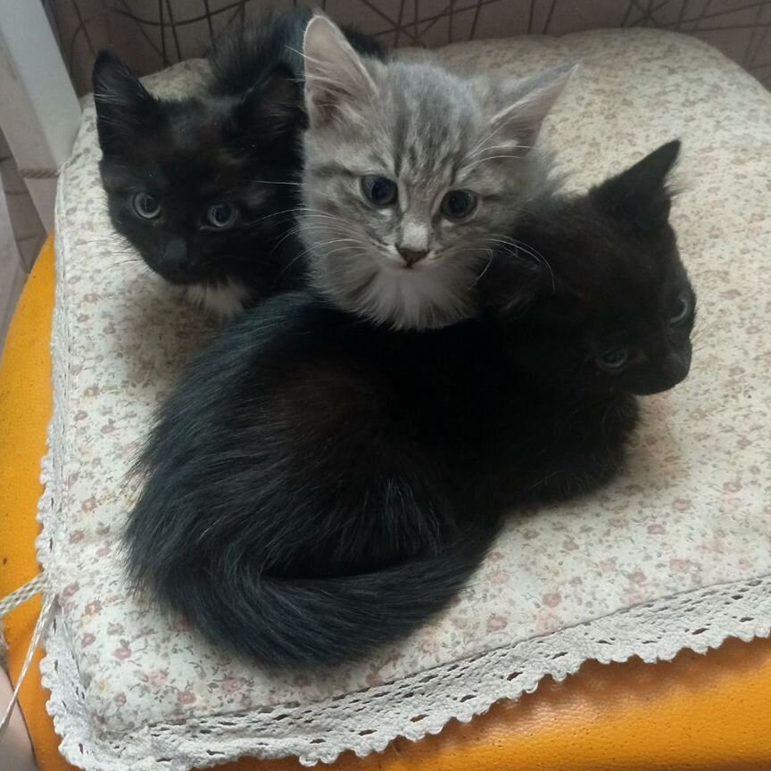 Котята в добрые руки бесплатно