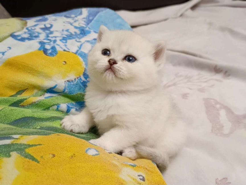 Котенок британской породы