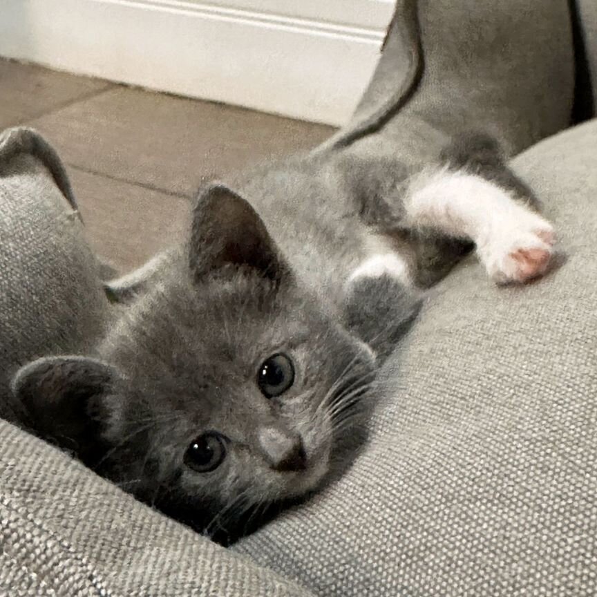 Котенок в добрые руки