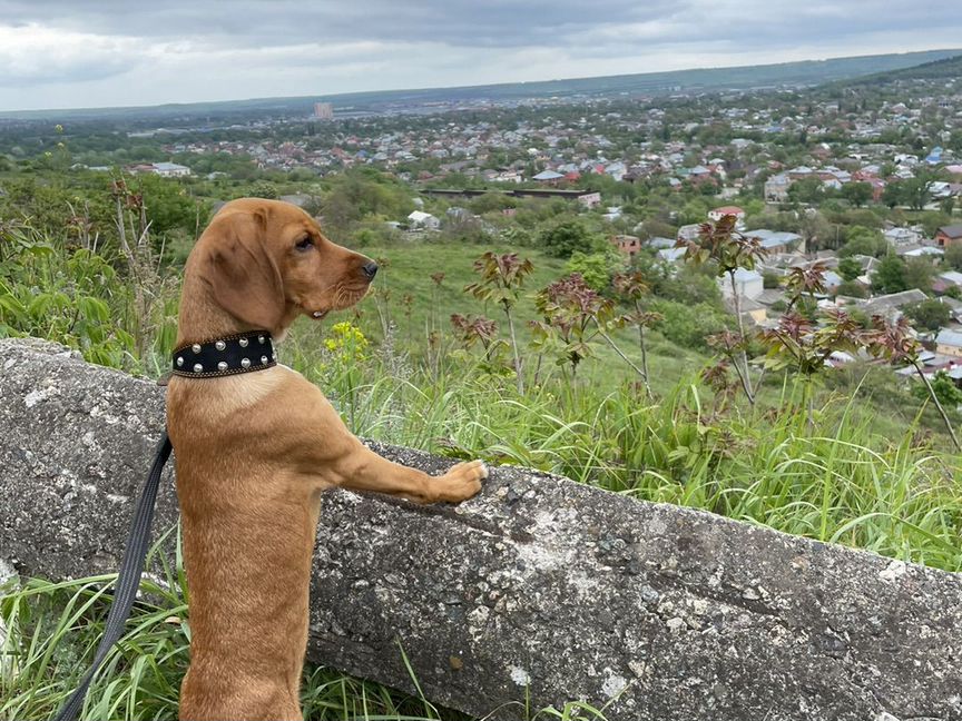 Вязка спаниэль