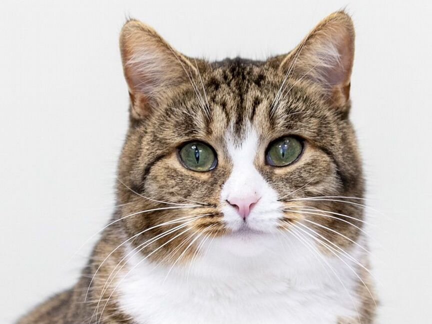 Чоко