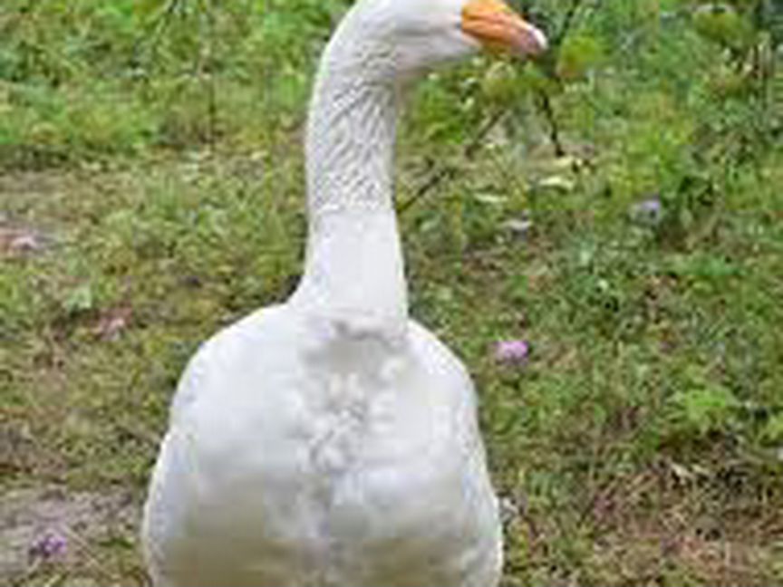 Семья гусей мамутов