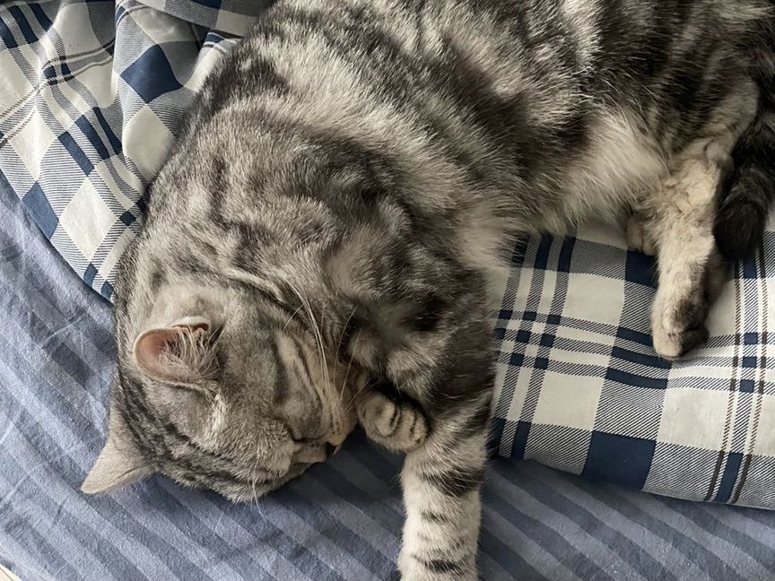 Шотландская кошка