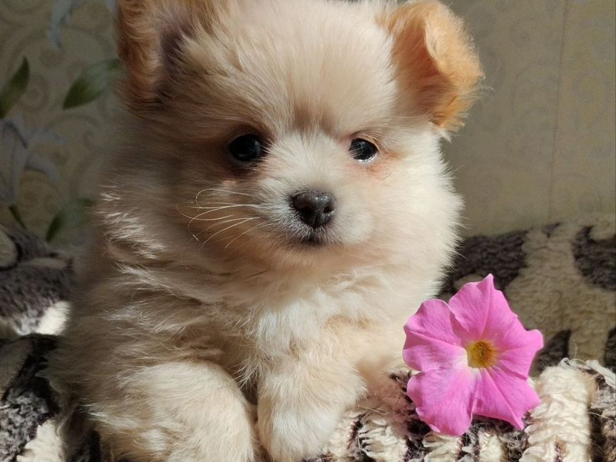 Лучшие друзья