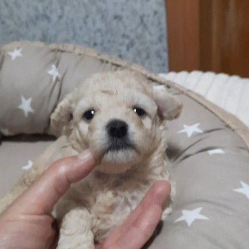 Щенки мальтипу f1 мини