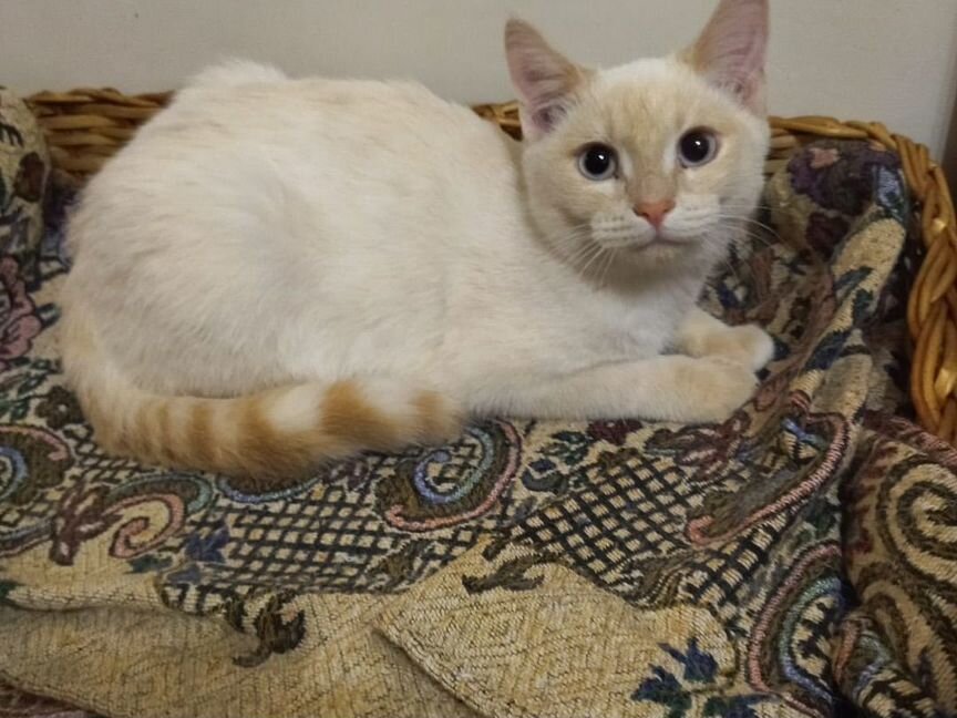 Кот