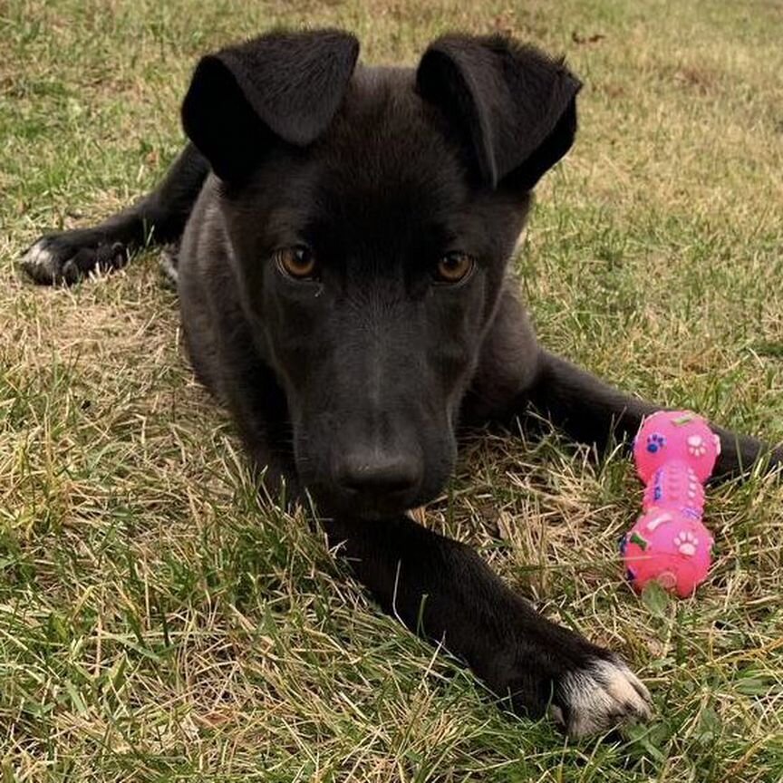 Щенок от частного владельца